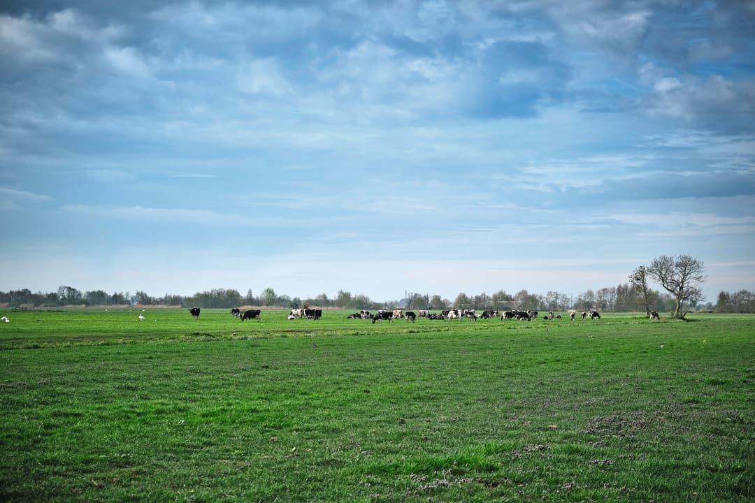 Areaal agrarisch grasland neemt af, meer natuurlijk grasland - Boerderij