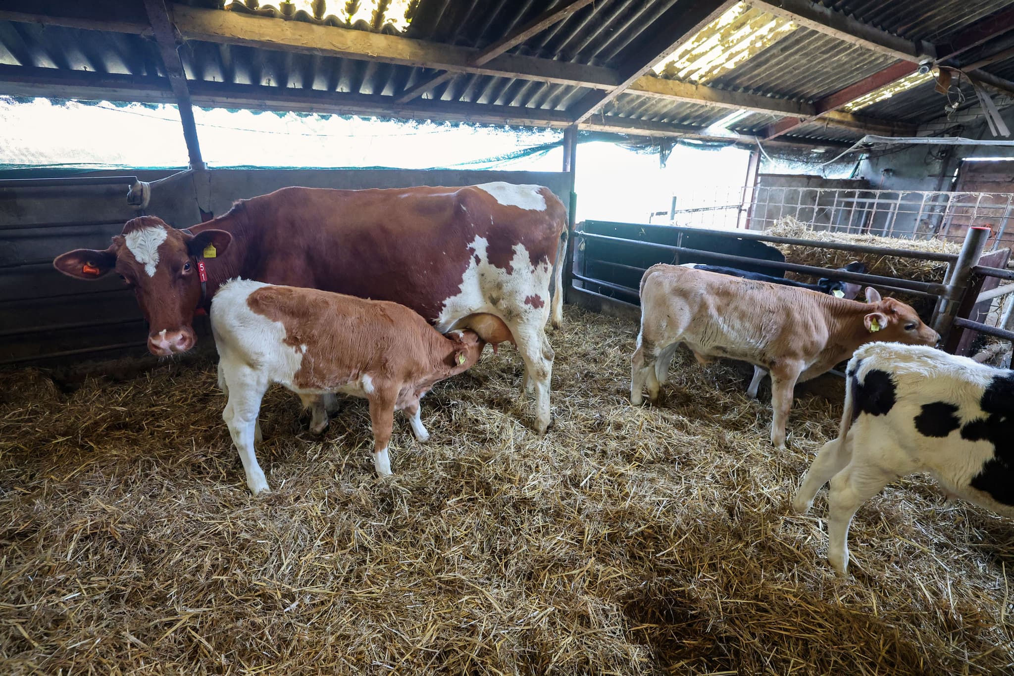 ‘Houd zelf de regie: kalf bij koe regelen en ervaringen delen’ - Boerderij
