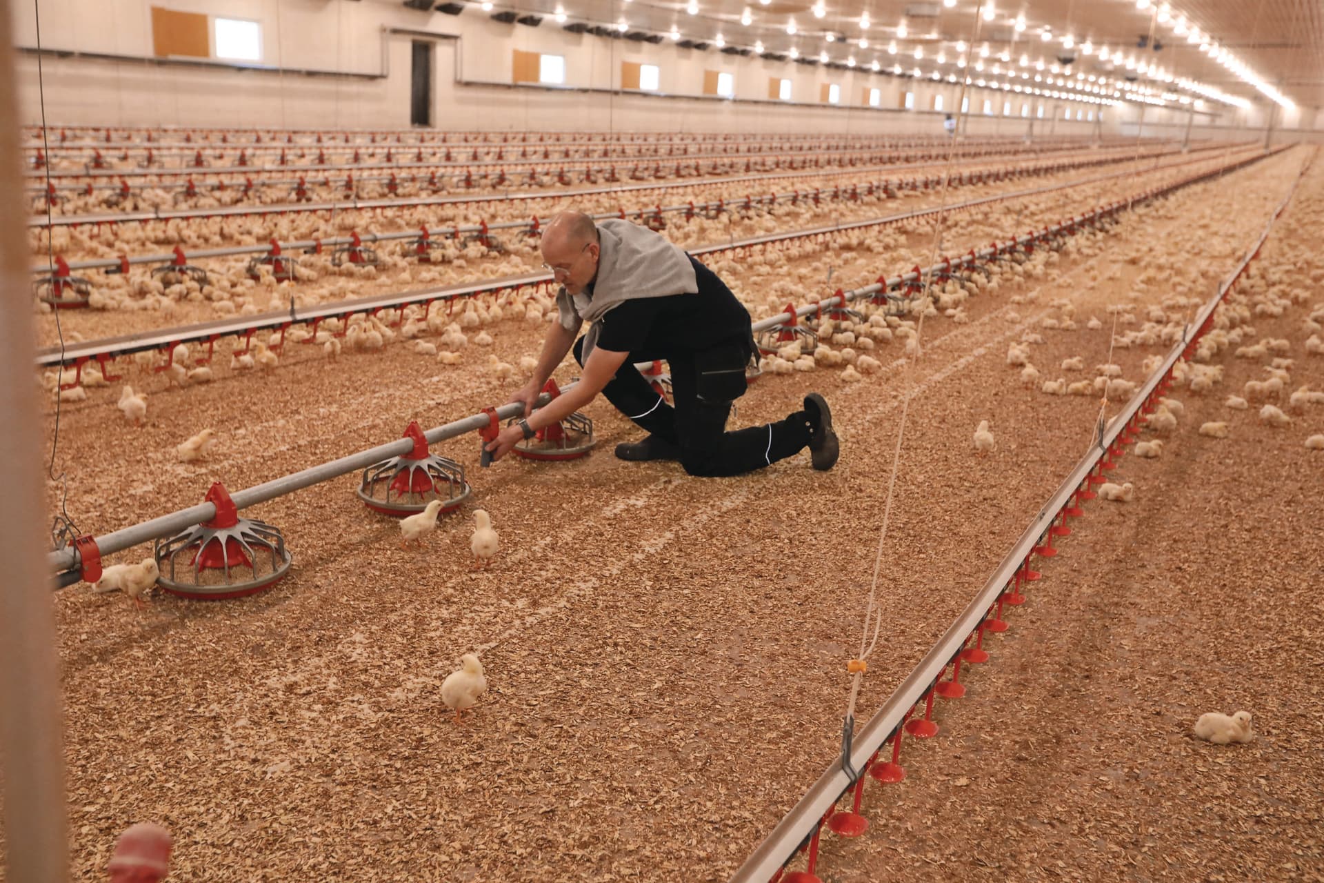 Pluimvee - Nieuws en achtergronden over pluimveehouderij