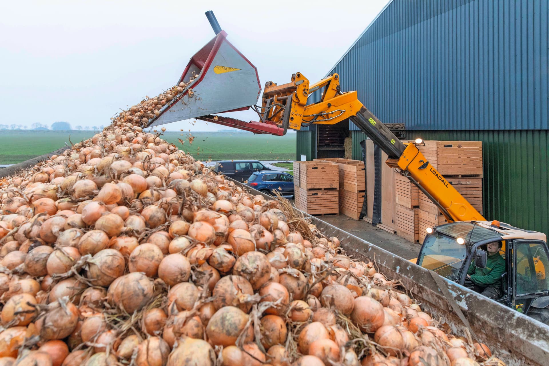 Tien nieuwkomers op rassenlijst suikerbieten 2025 - Boerderij