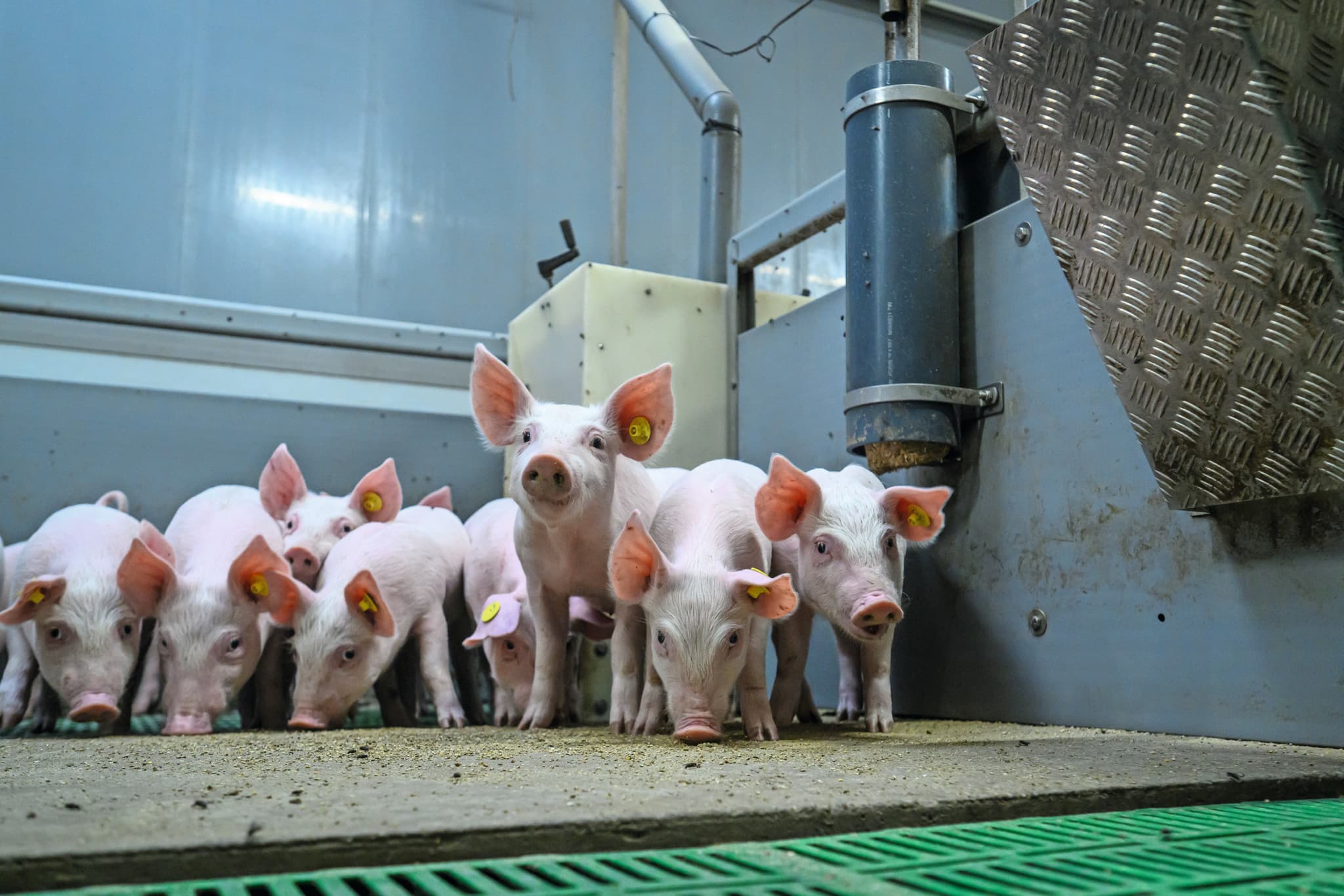 Varkens - Nieuws en achtergronden over varkenshouderij - Boerderij