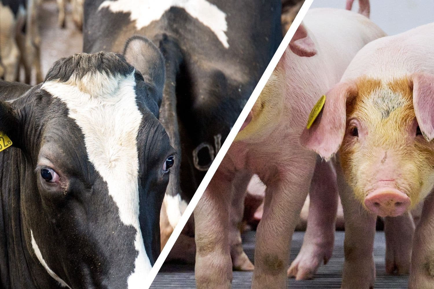 Varkens - Nieuws en achtergronden over varkenshouderij - Boerderij