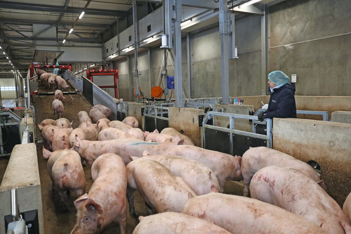 Minder varkens geslacht, meer vlees in de bak - Boerderij