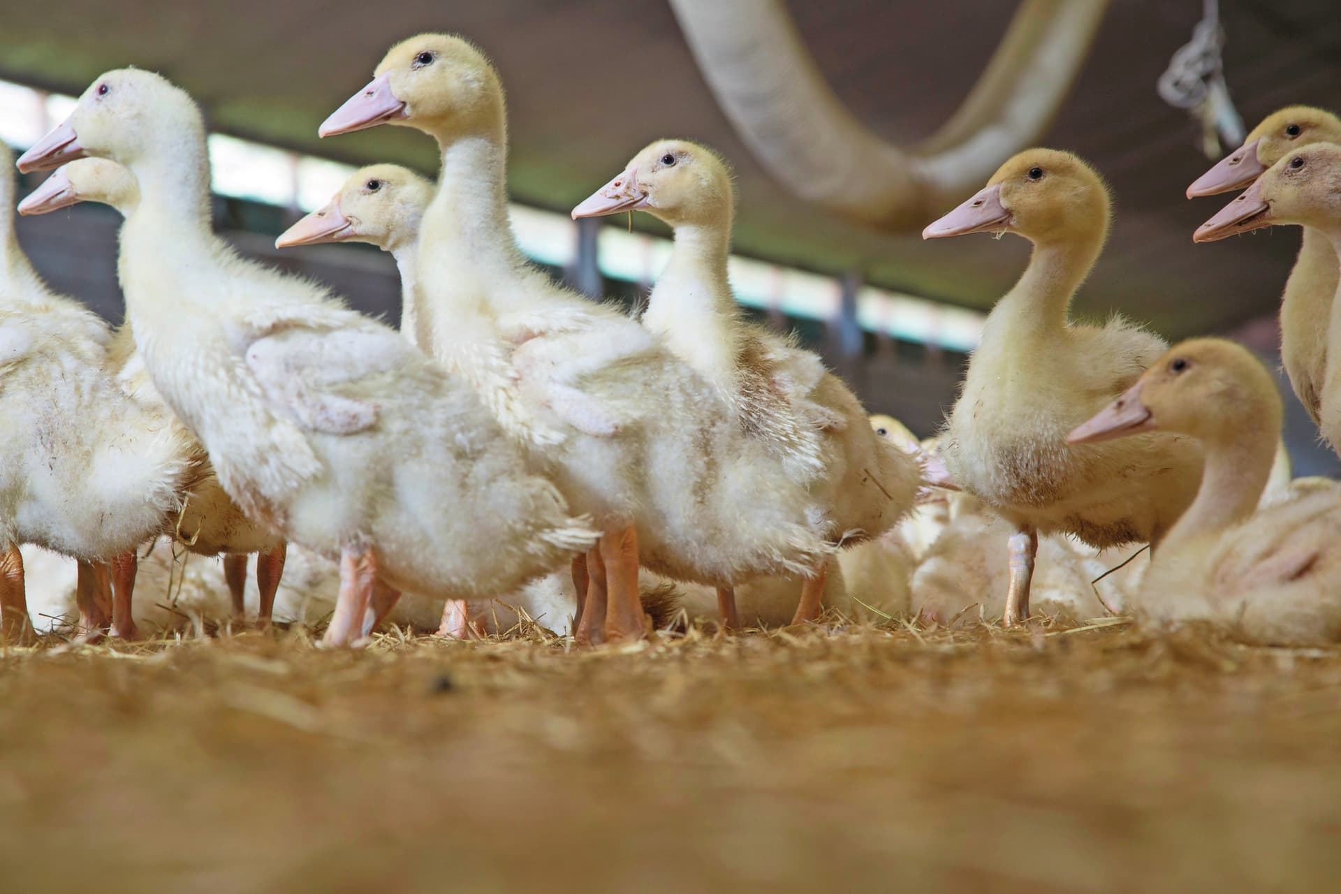 Kadavertarief Rendac gaat met 130% omhoog - Boerderij