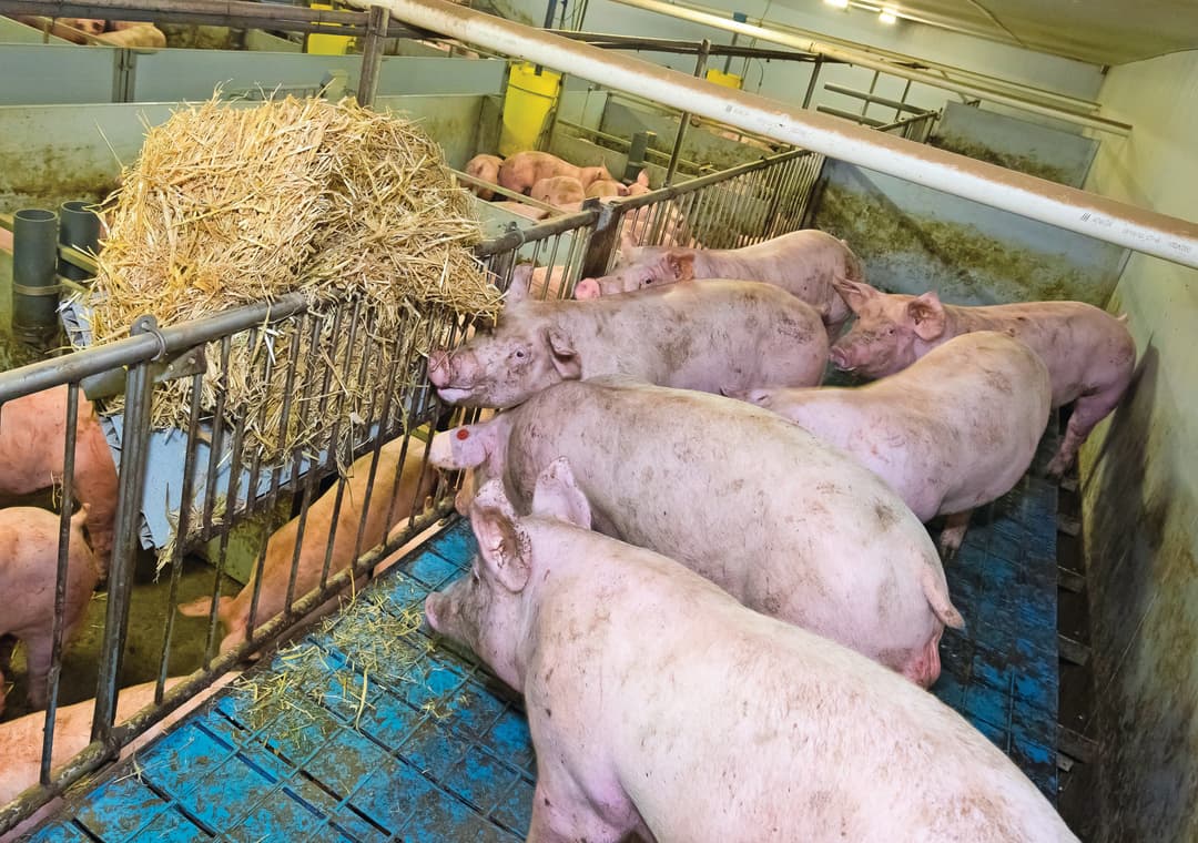 Varkens - Nieuws en achtergronden over varkenshouderij - Boerderij
