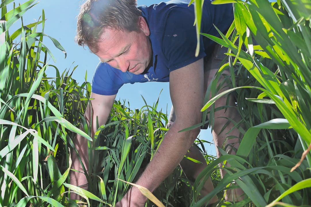 Graan in bouwplan helpt melkveehouder tegen droogte - Boerderij