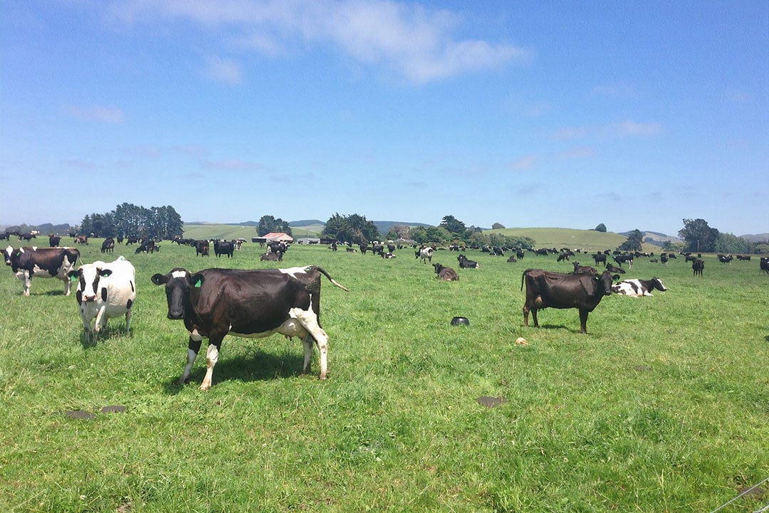 Van Leeuwen Groep Nieuw-Zeeland onder curatele - Boerderij Van Leeuwen Groep Nieuw-Zeeland onder curatele - Boerderij
