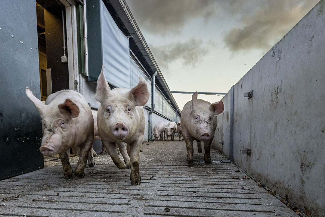 ‘Voetbal in de varkenshouderij’ - Boerderij ‘Voetbal in de varkenshouderij’ - Boerderij