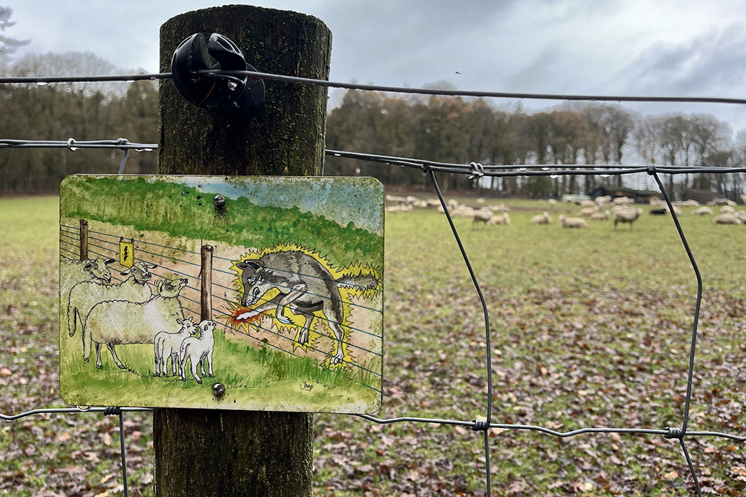 Gelderland breidt subsidie voor hekken tegen wolf opnieuw uit - Boerderij Gelderland breidt subsidie voor hekken tegen wolf opnieuw uit - Boerderij