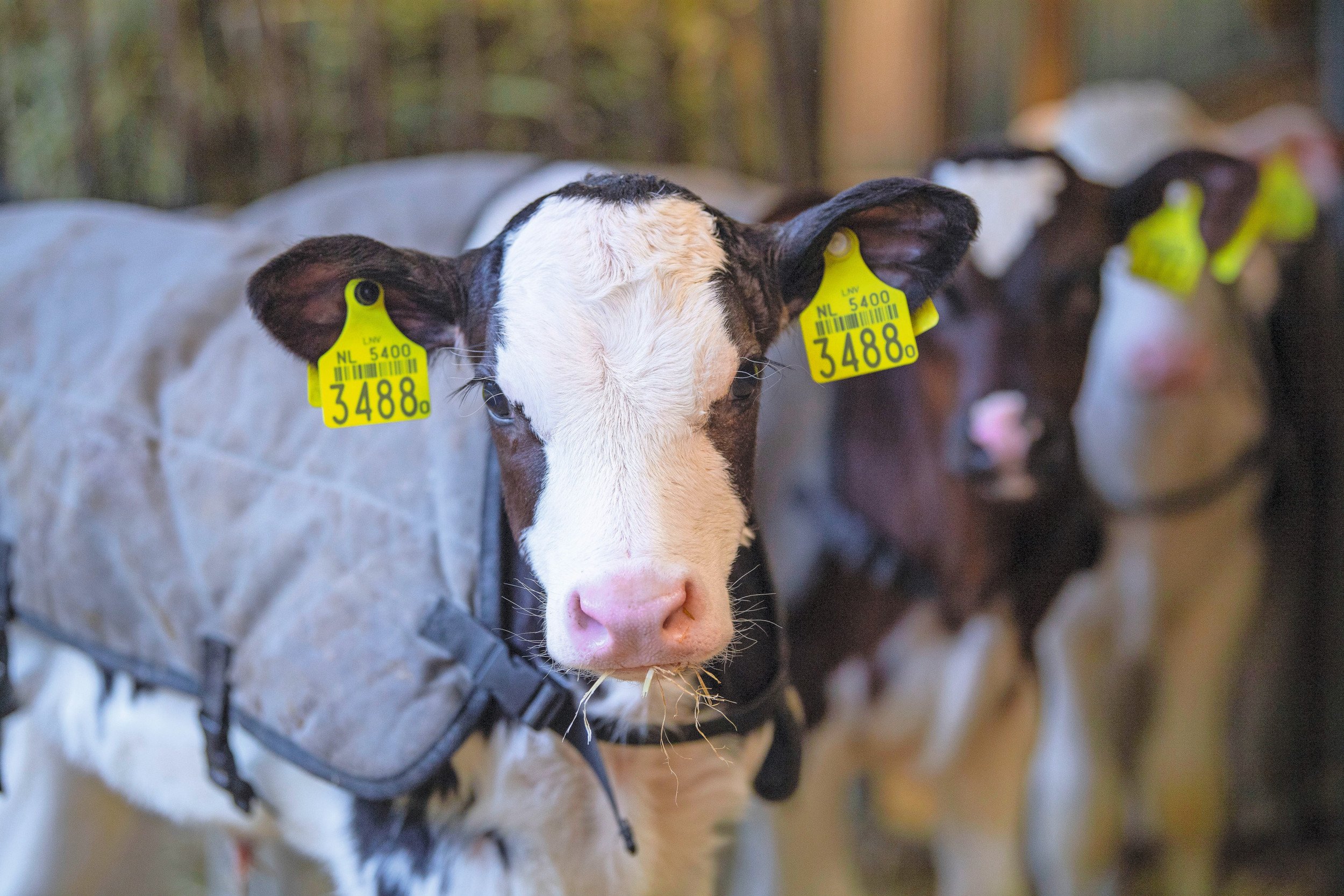 Kalf langer aanhouden is niet per se beter - Boerderij